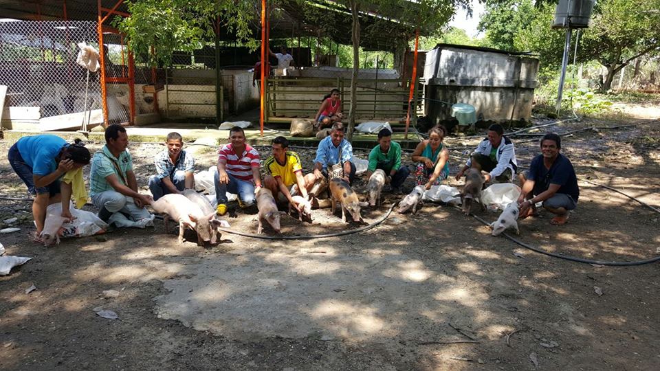 UMATA adelanta programas de apoyo a pequeños productores pecuarios ...