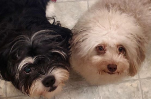 Perro con cara de humano se vuelve tendencia | Semanario La Calle