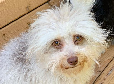 Perro con cara de humano se vuelve tendencia | Semanario La Calle