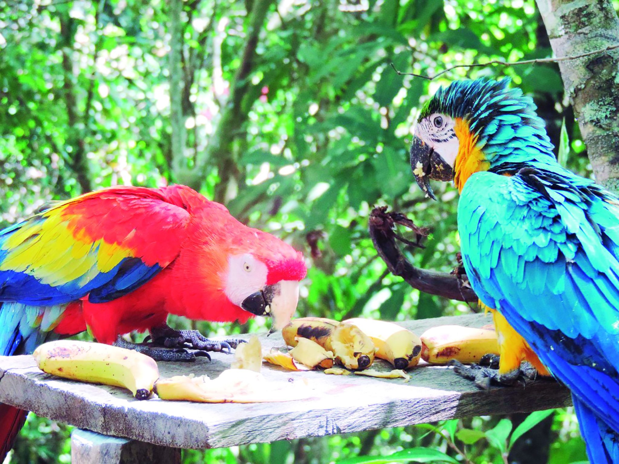 Más de 400 animales silvestres regresan a los bosques del Cesar ...