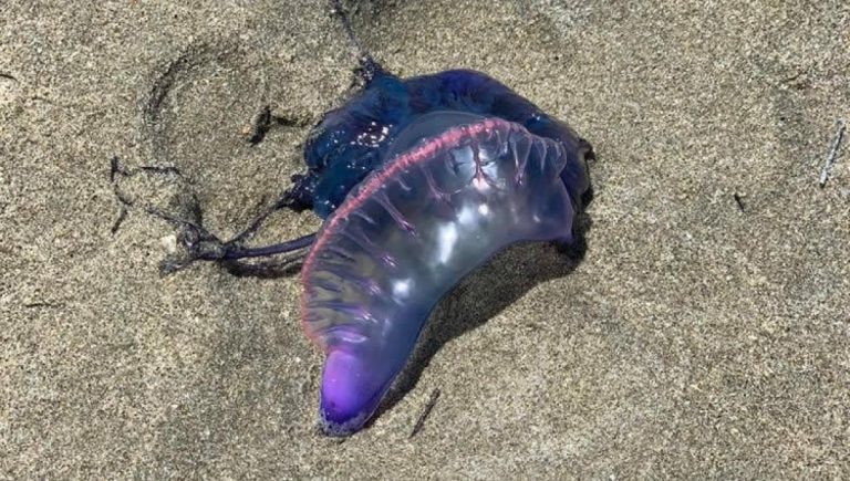 Fragata Portuguesa y otras emergencias en Zona turística de Riohacha ...