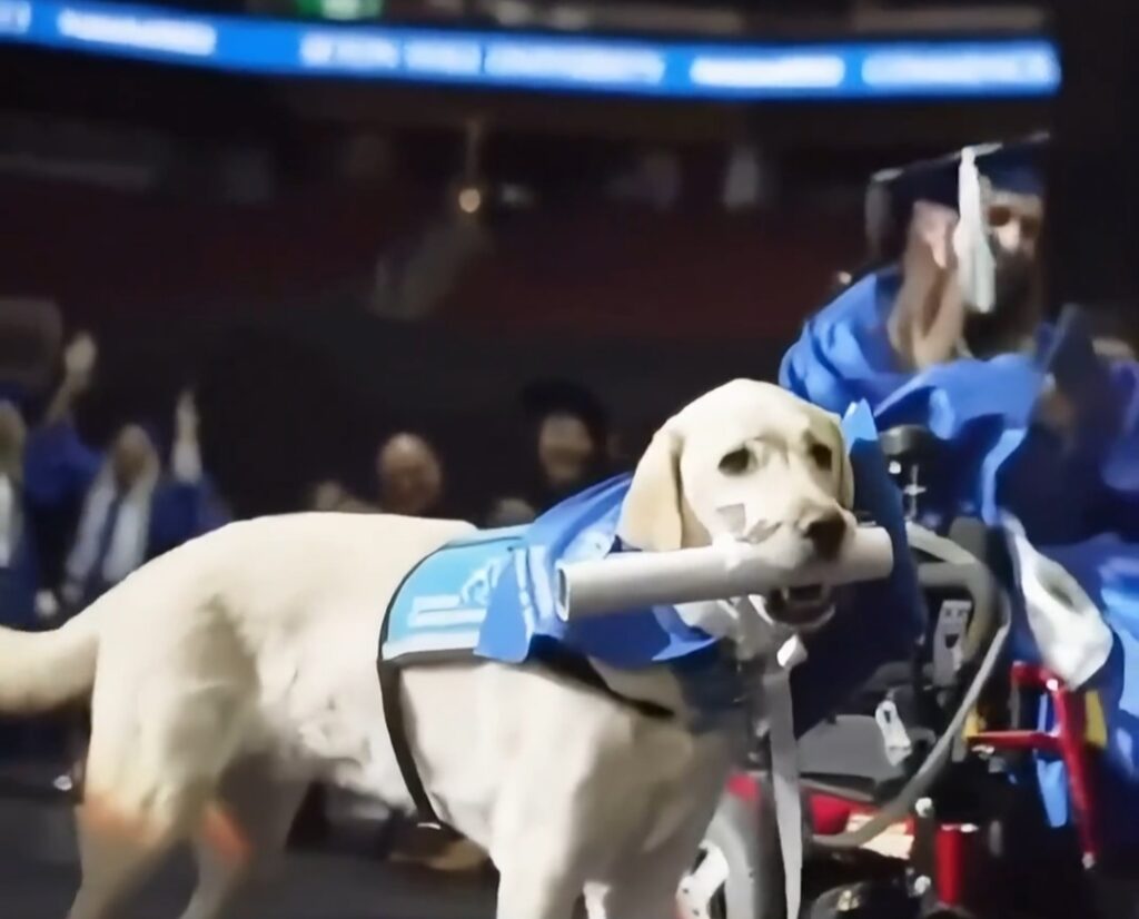 Perro guía recibe diploma universitario | Semanario La Calle