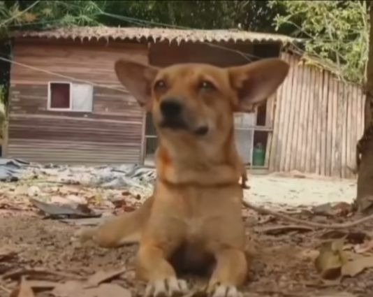 ¡Justicia para Doki! Perro víctima de cruel maltrato en Barrancabermeja ...